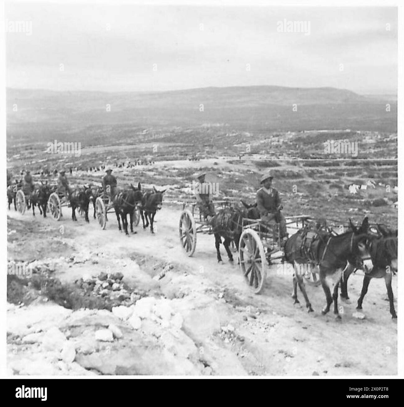 Mule carts operated by Indian Mule Pack Companies are used on roads to ...