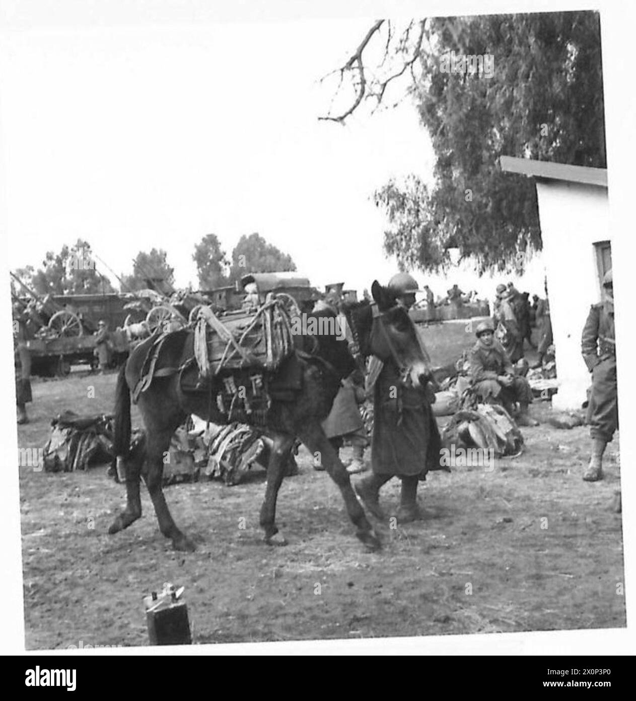 A mule is guided away from a train by the French Army during operations ...