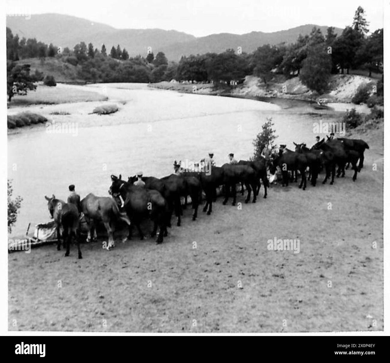 Mules mountain artillery hi-res stock photography and images - Alamy