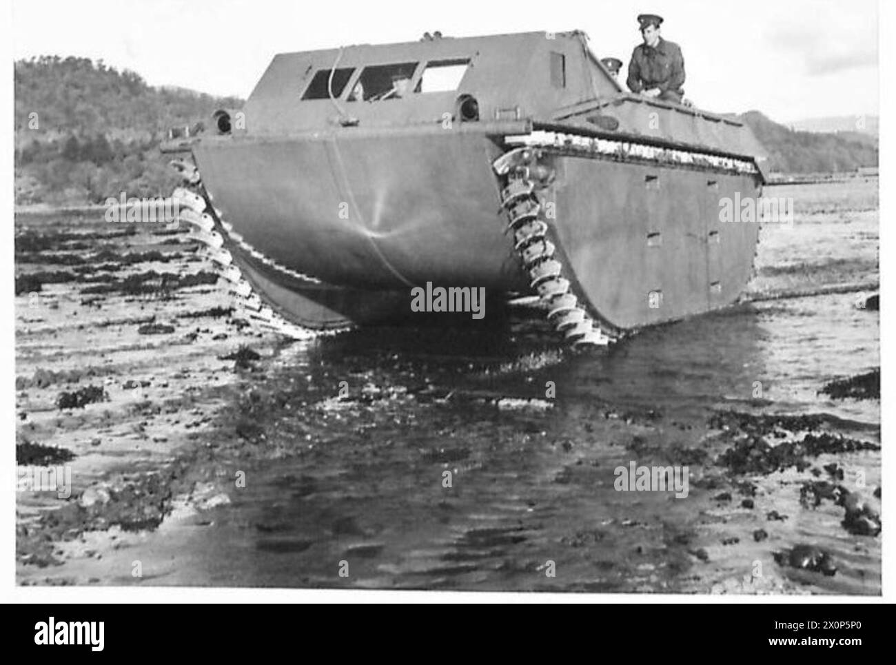 AMPHIBIAN "ALLIGATORS" - Close-up of Alligator coming out of water ...