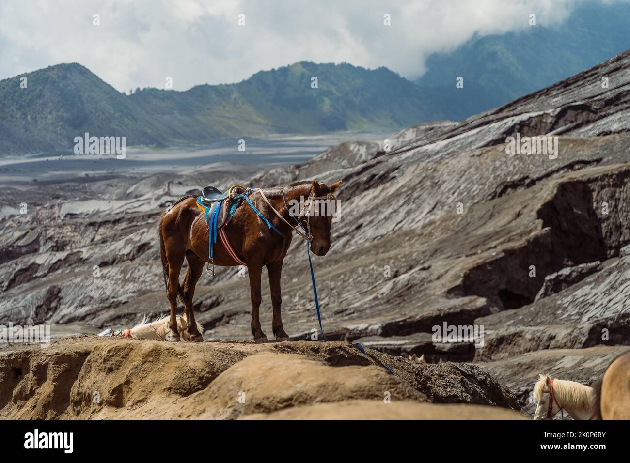 Horse in the crater of Mt. Bromo, Java, Indonesia Stock Photo - Alamy