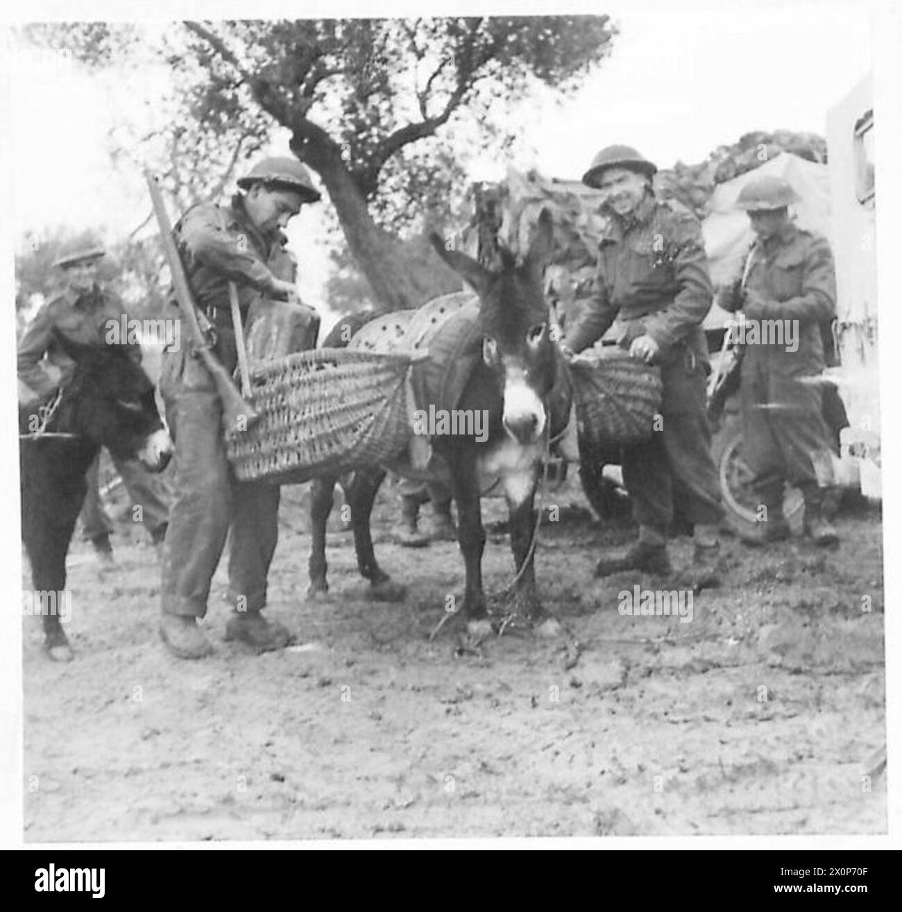 Donkey team hi-res stock photography and images - Alamy