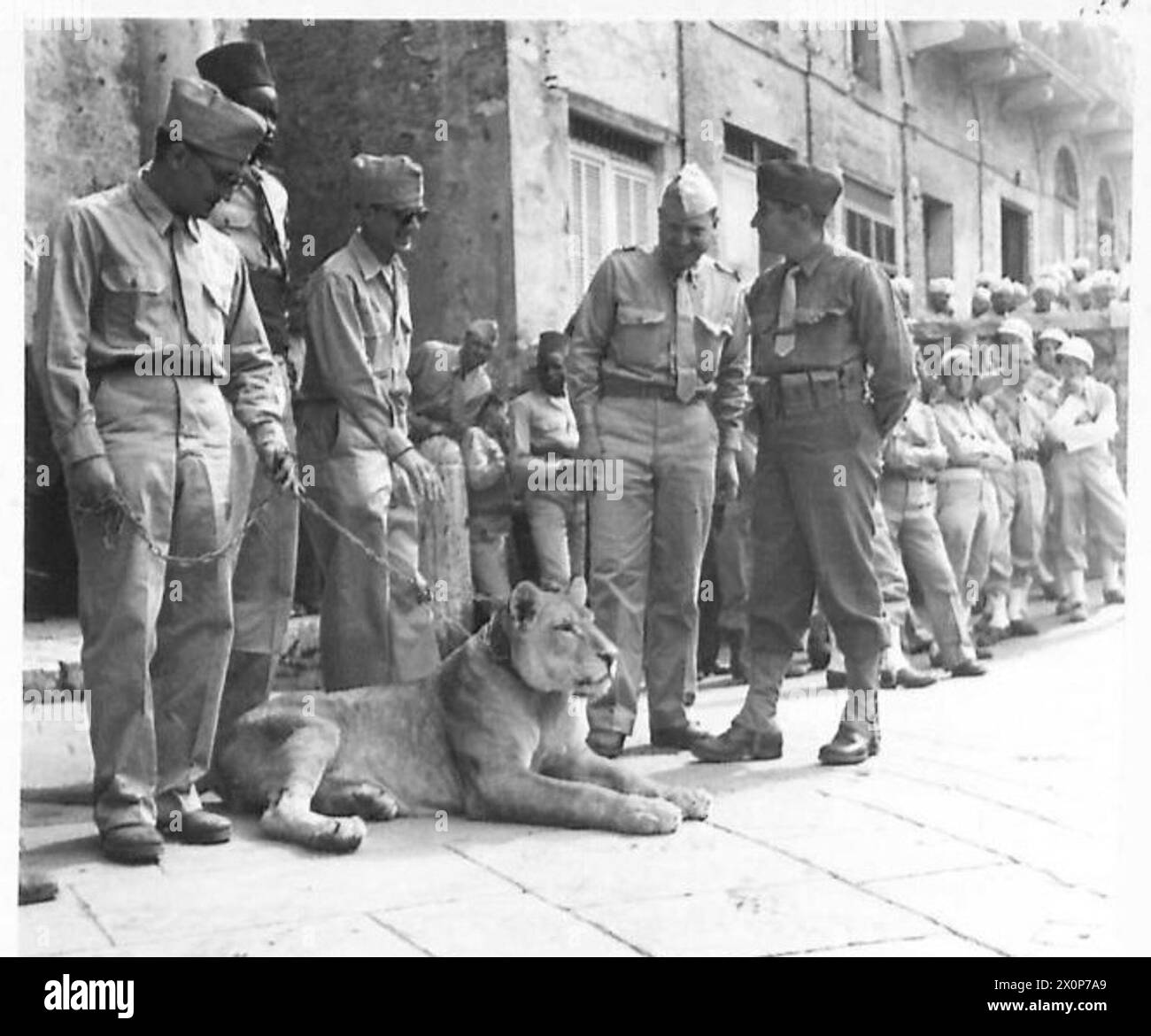 US Fifth Army officers observe the lioness mascot of the Senegalese ...