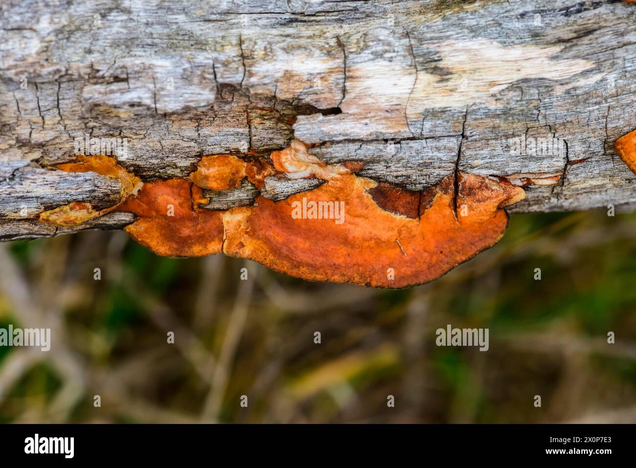 Orange fungus on the trunk of a tree, La Pampa Province, Patagonia ...