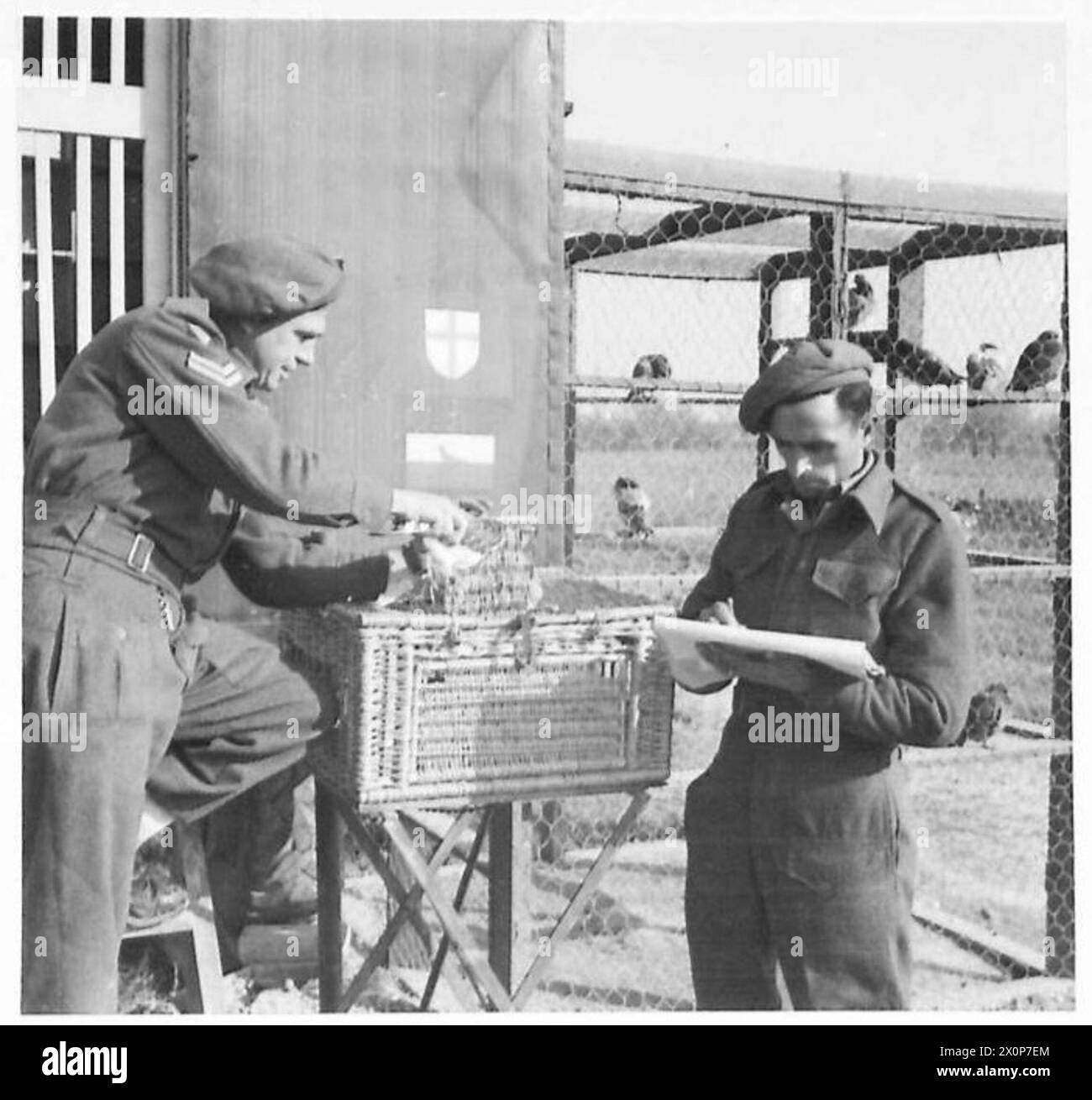 8TH ARMY CARRIER PIGEON SERVICE - A basket is loaded with pigeons for ...