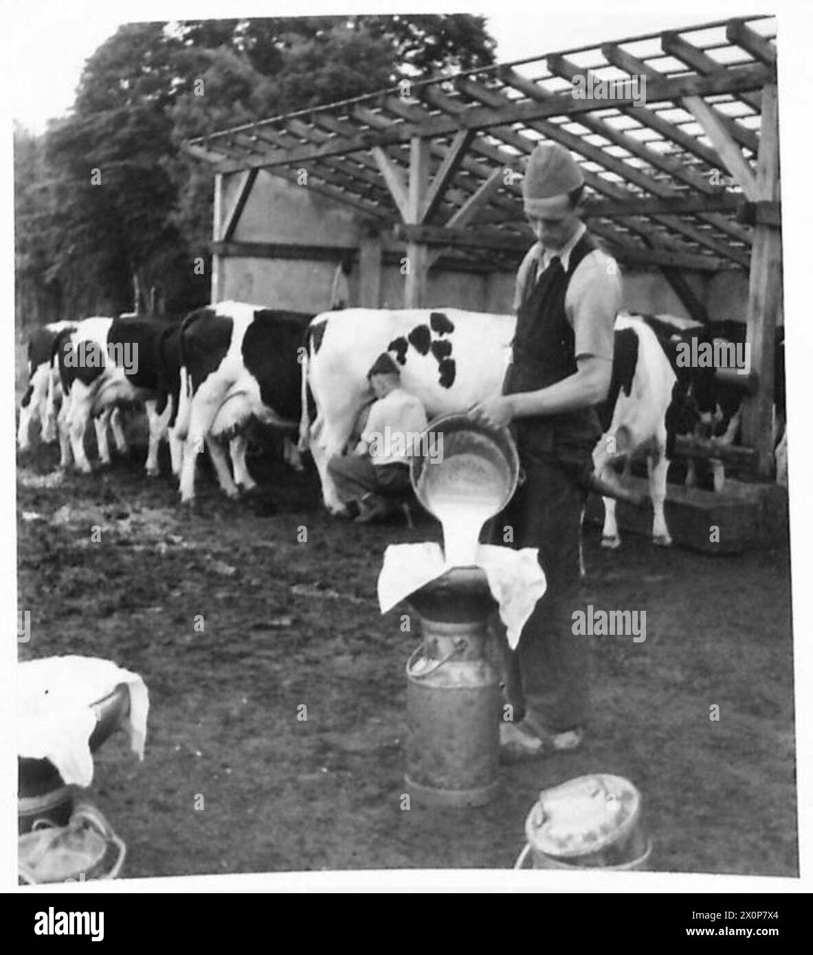 RESTORATION OF FOOD PRODUCTION IN A RHINE AREA IN GERMANY - Milk being ...