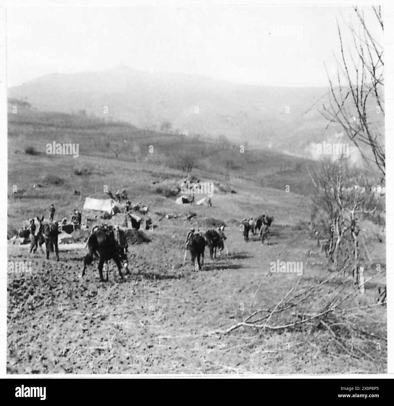 Mountain artillery operations are supported by a mule train delivering ...