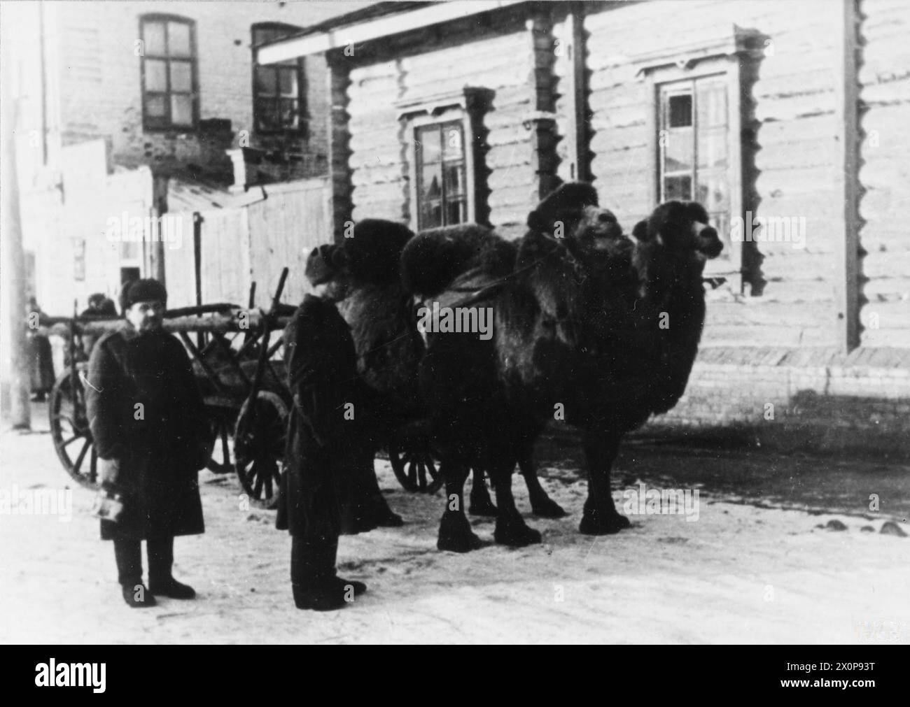 Bactrian camels used by Polish Army troops for transport at Buzuluk ...
