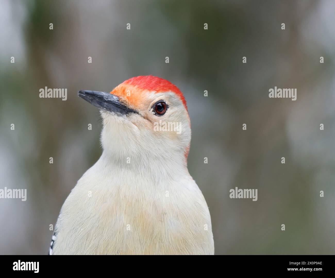 Horizontal bird birds hi-res stock photography and images - Alamy