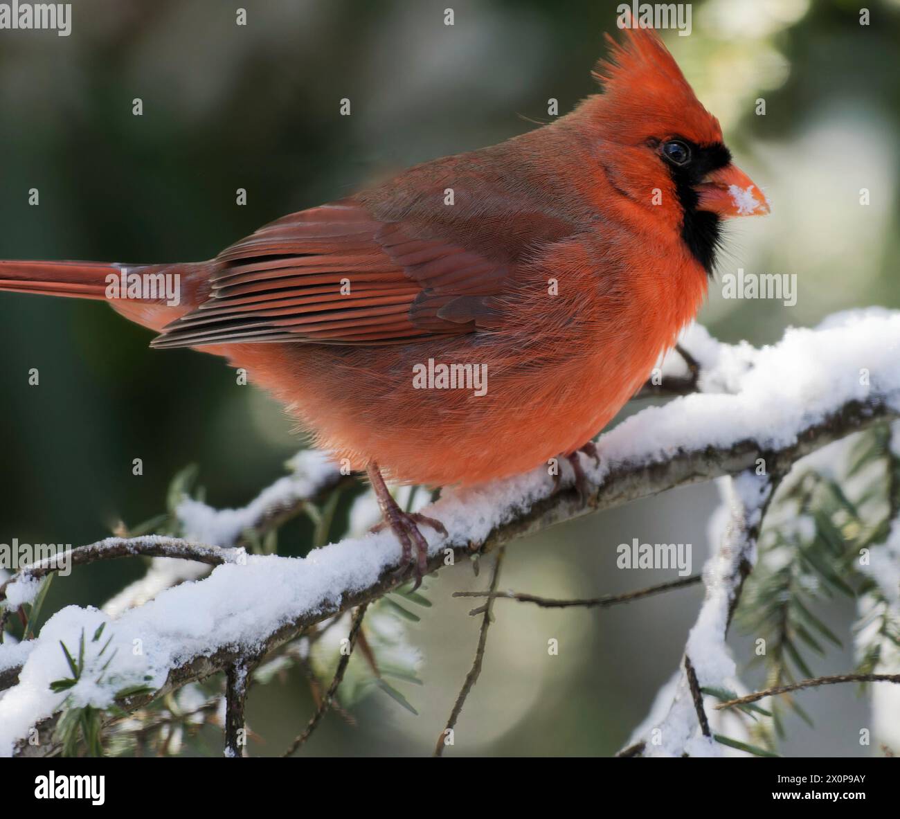 Birds Of Pennsylvania Stock Photo - Alamy