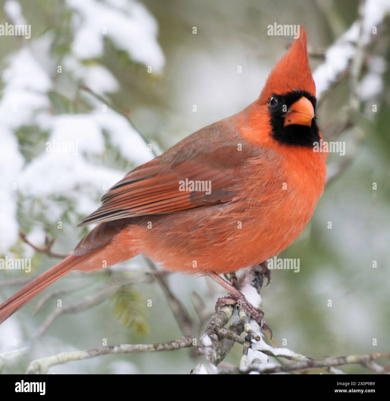 Birds Of Pennsylvania Stock Photo - Alamy