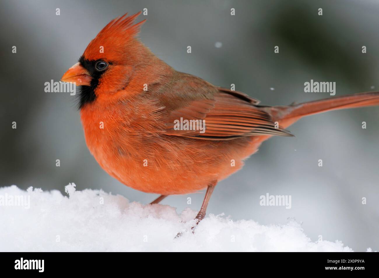 Birds Of Pennsylvania Stock Photo - Alamy