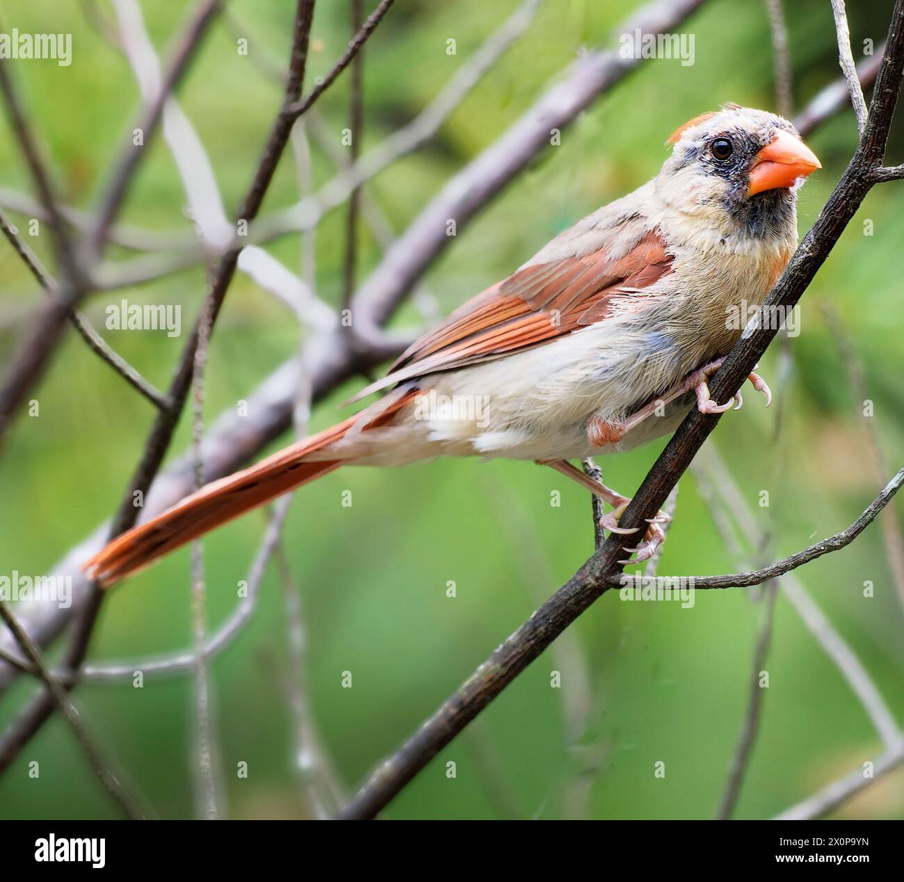 Birds Of Pennsylvania Stock Photo - Alamy
