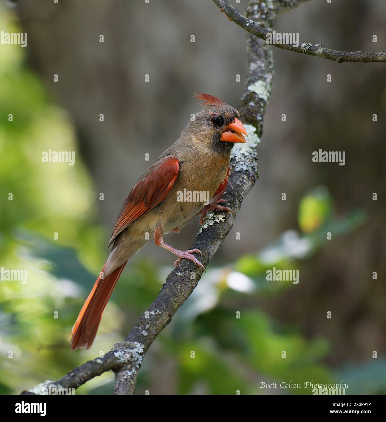 Birds Of Pennsylvania Stock Photo - Alamy