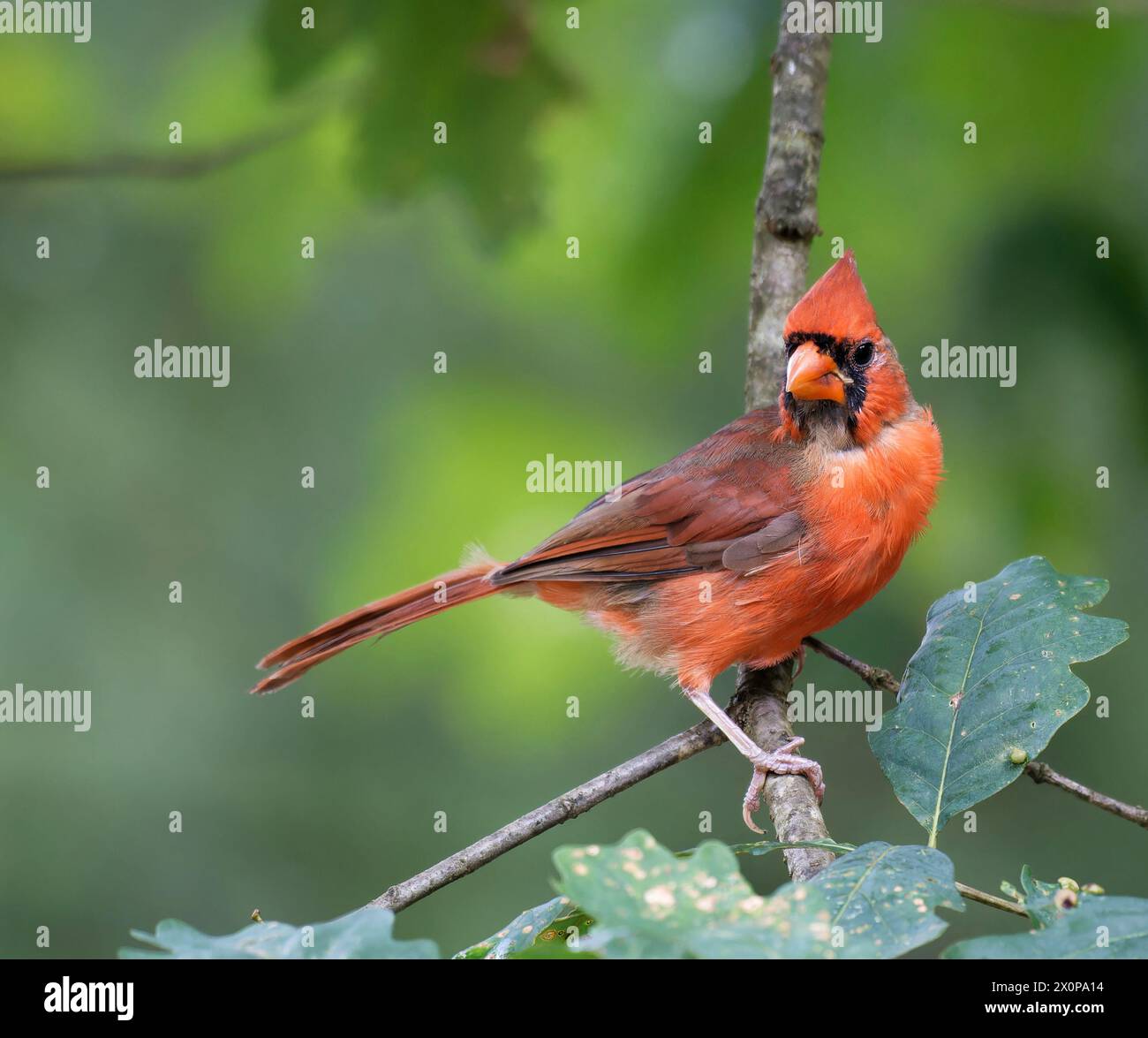 Birds Of Pennsylvania, Northern carinal Stock Photo - Alamy