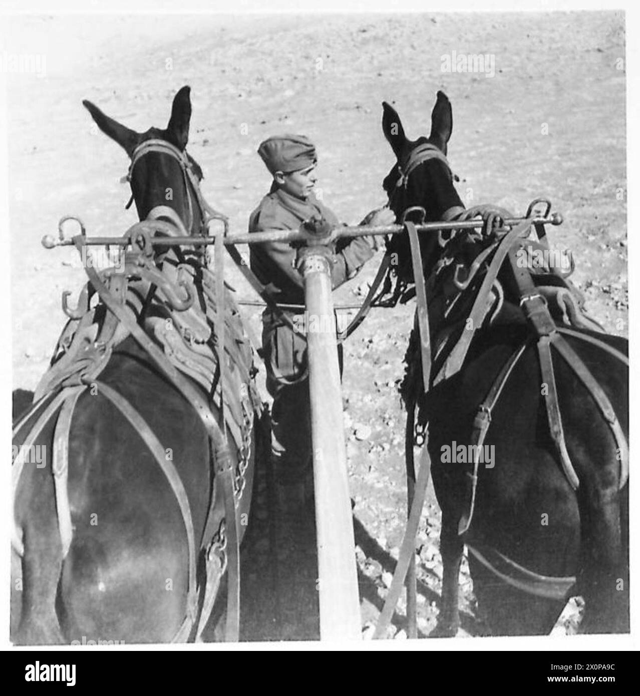 Mule vehicle Black and White Stock Photos & Images - Alamy