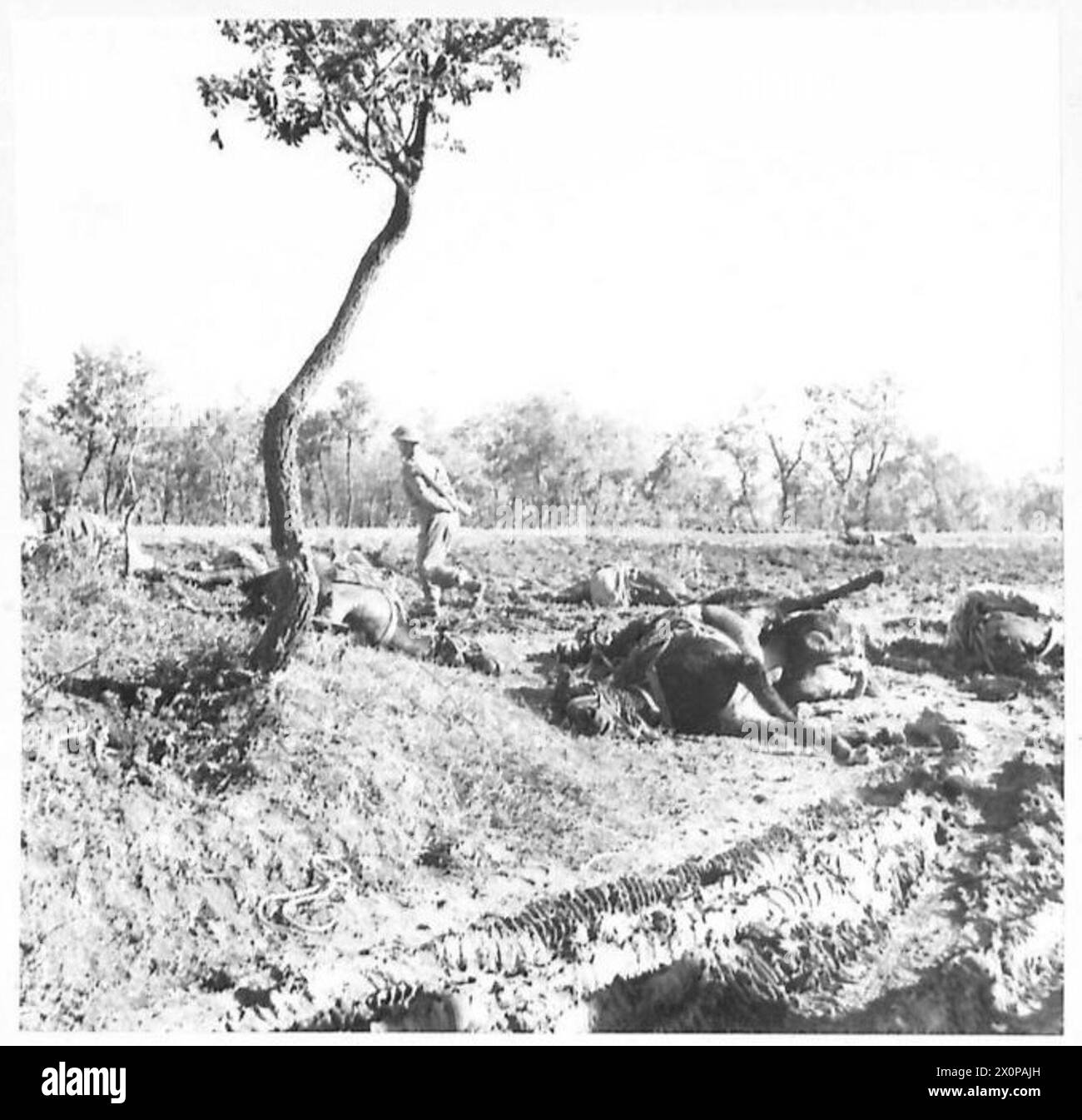 Mule trains Black and White Stock Photos & Images - Alamy