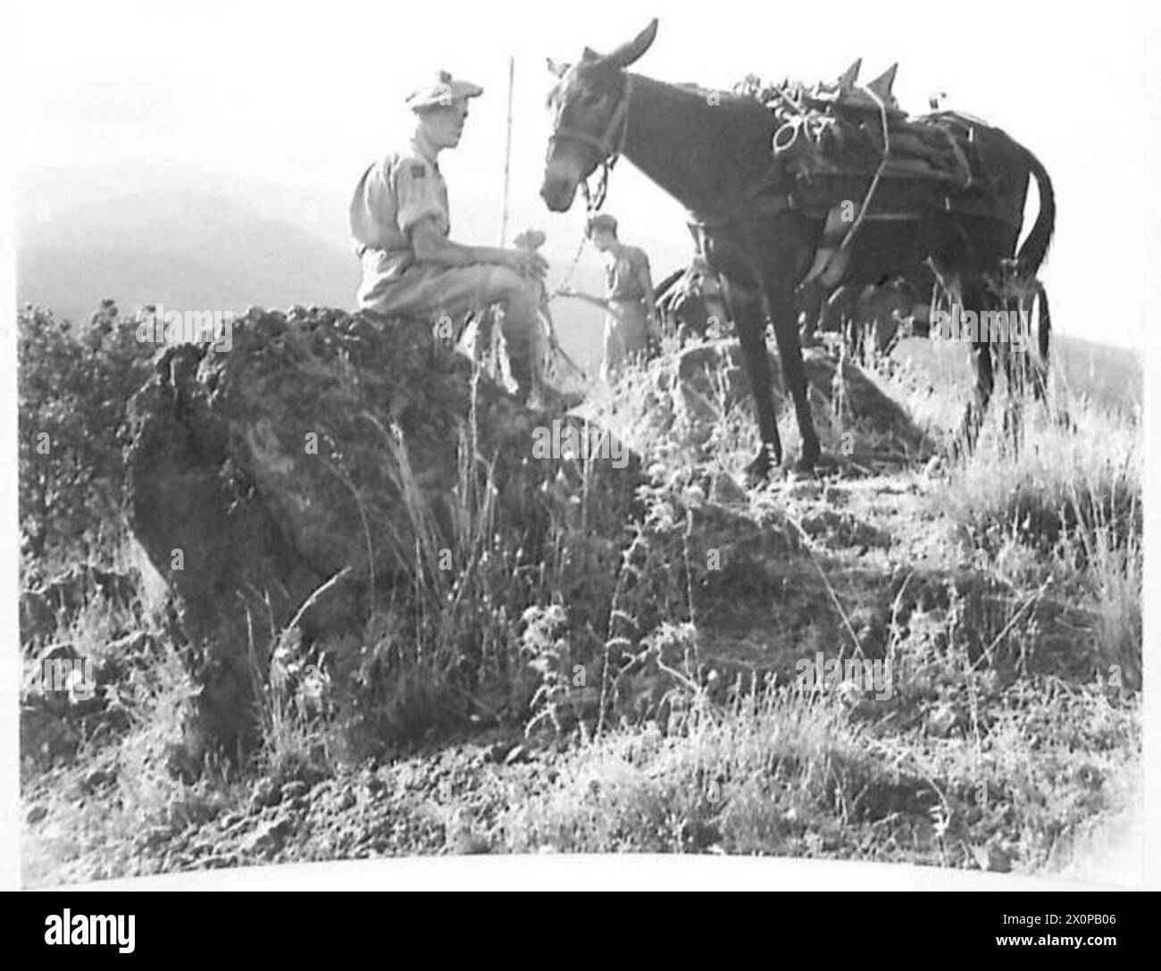 Highland Division troops in Sicily use captured German mules; the mule ...