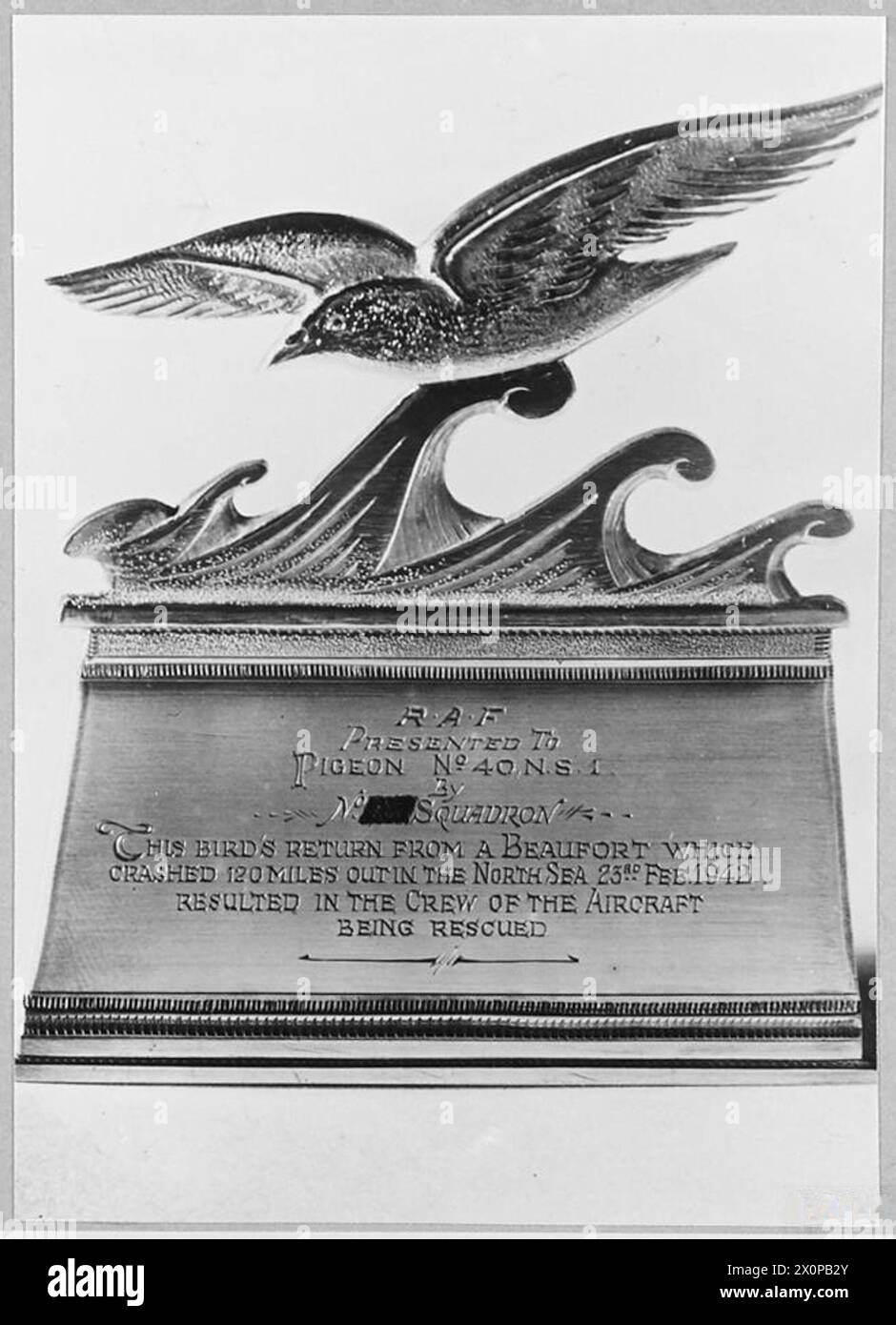 Winkie pigeon hi-res stock photography and images - Alamy