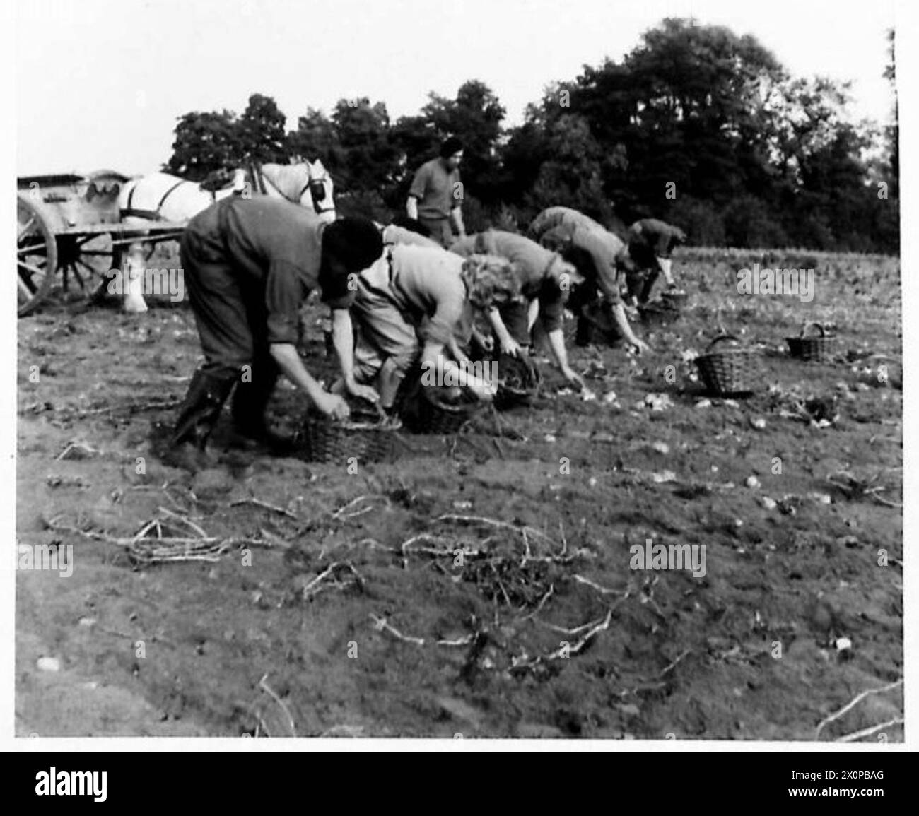 Soldiers assist Land Army personnel in harvesting potatoes at a farm in ...