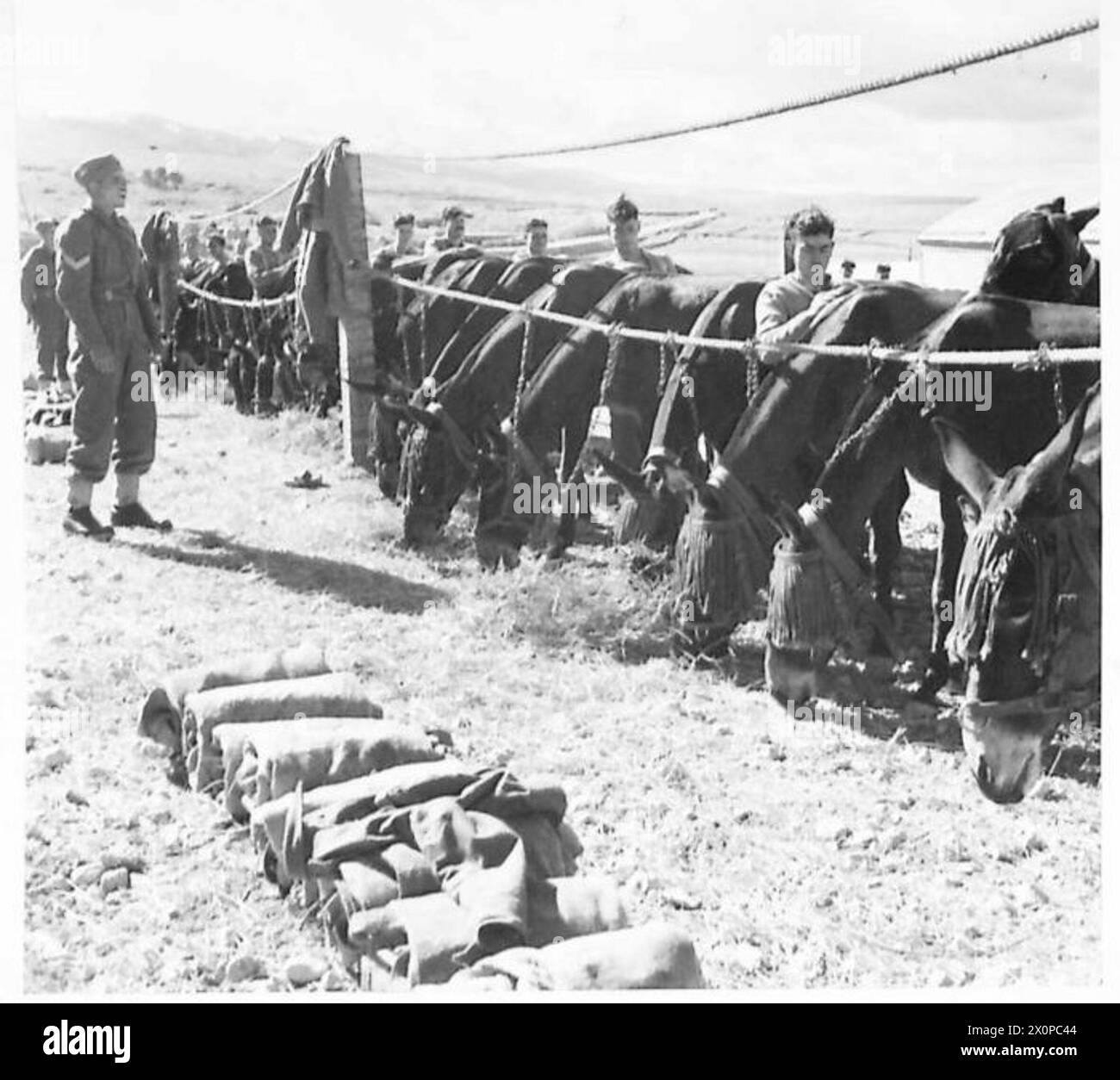 CYPRIOT MULE CORPS - Cypriots grooming their mules under the watchful ...