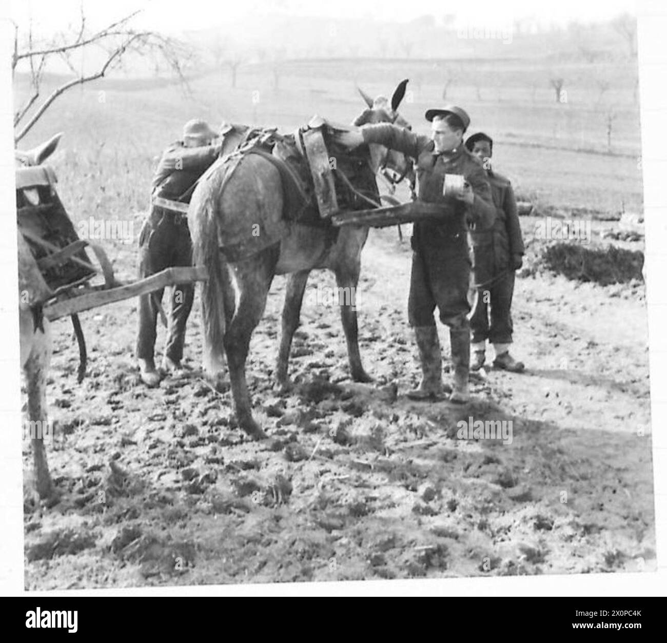 Field artillery supply train Black and White Stock Photos & Images - Alamy