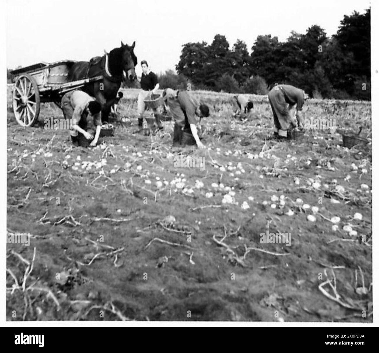 TROOPS HELP TO HARVEST THE POTATO CROP - Soldiers helping Land Army ...