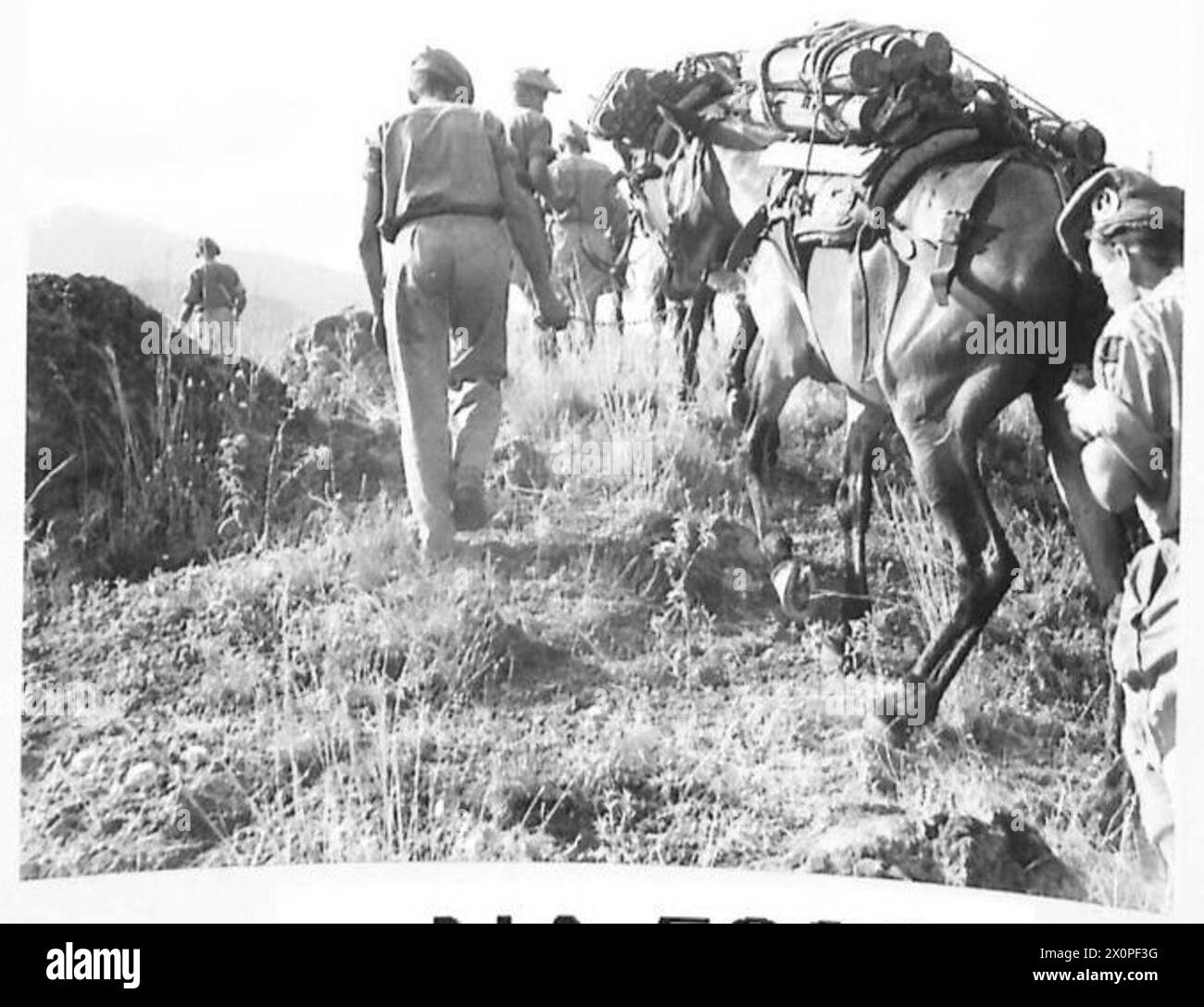 A British Highland Division mule train moves through the foothills of ...