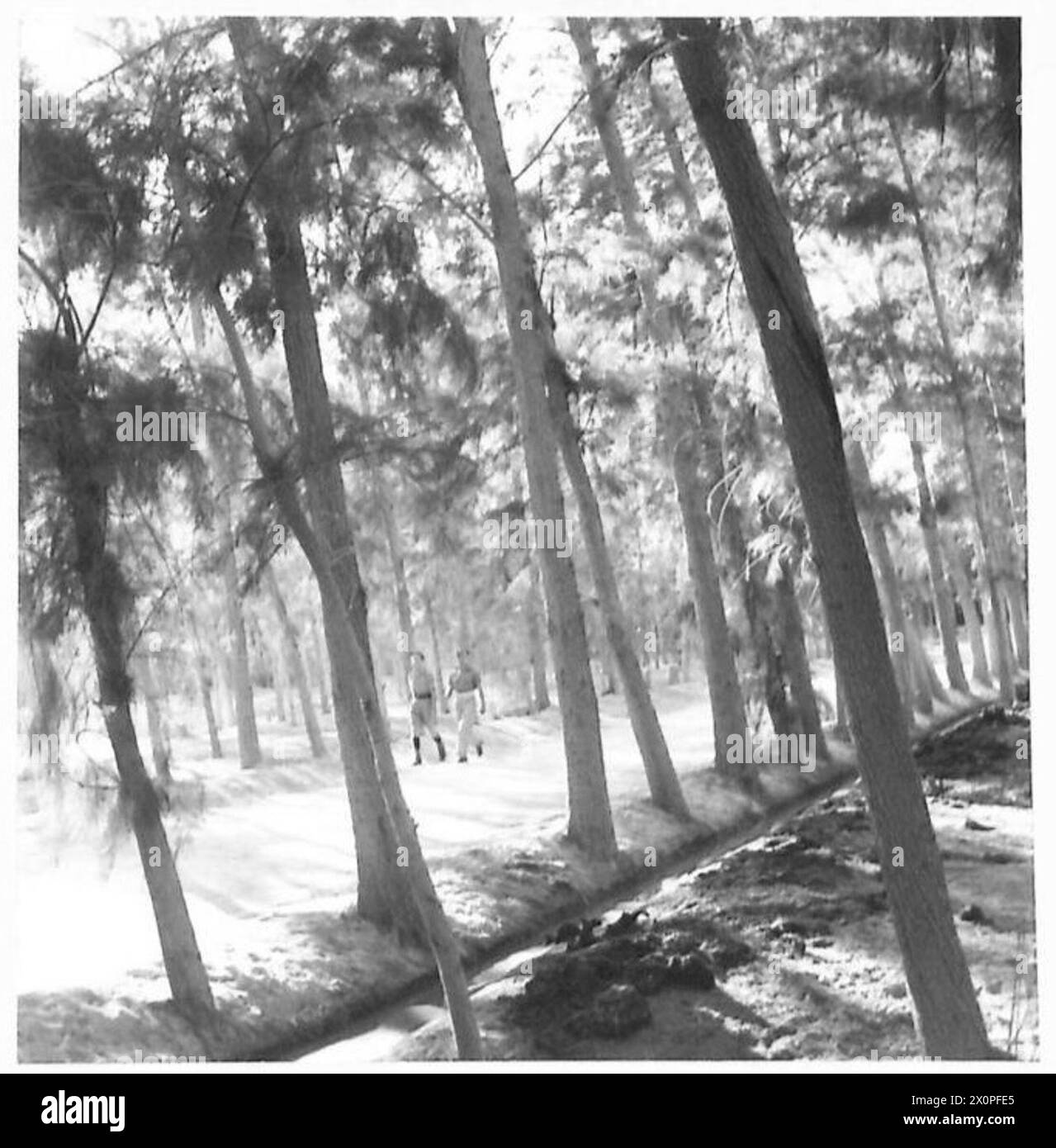 Photograph showing a camp road located in a wooded area of the military ...