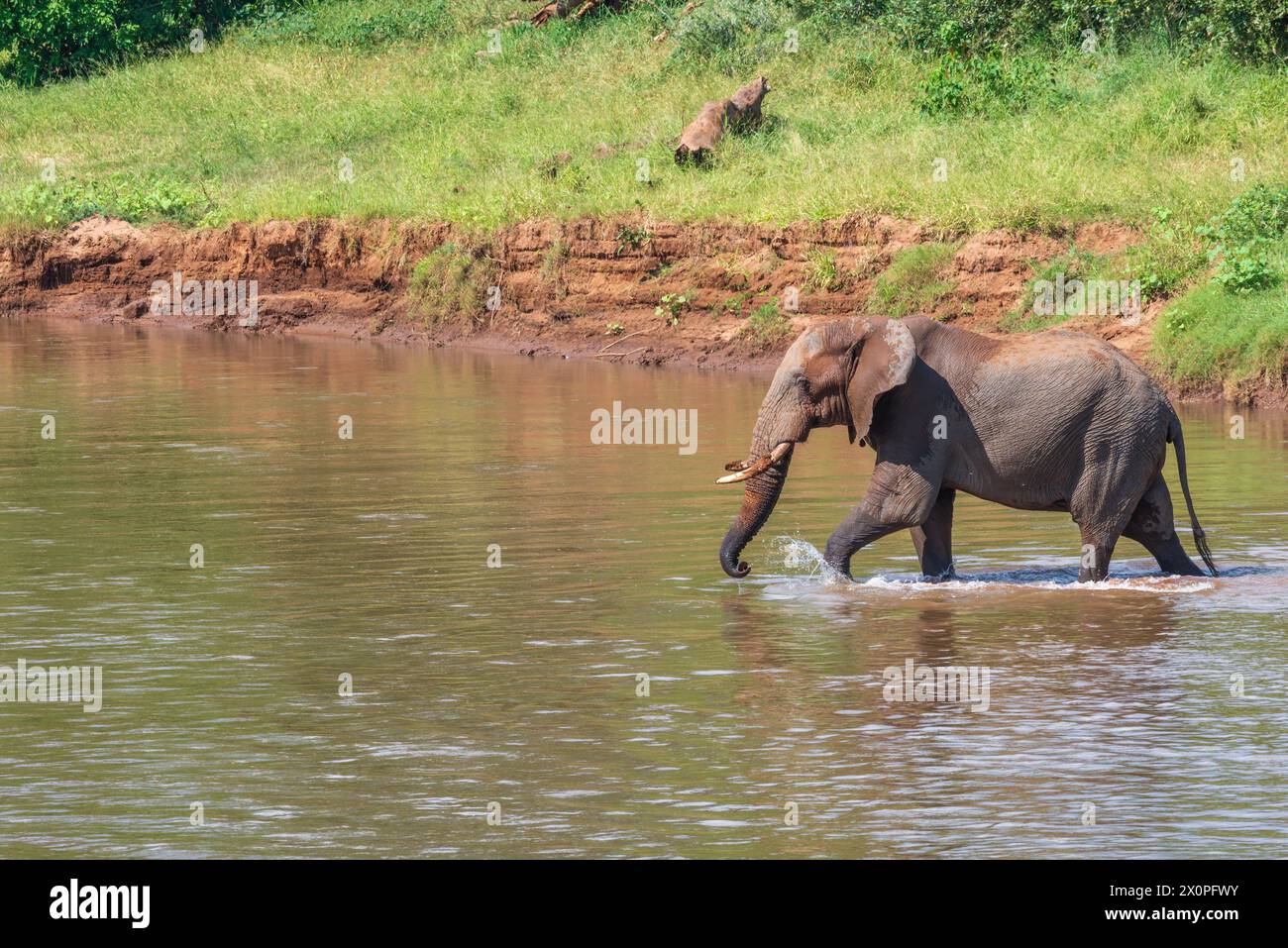 African Elephant crossing the Luvuvhu River at Pafuri in The Kruger ...