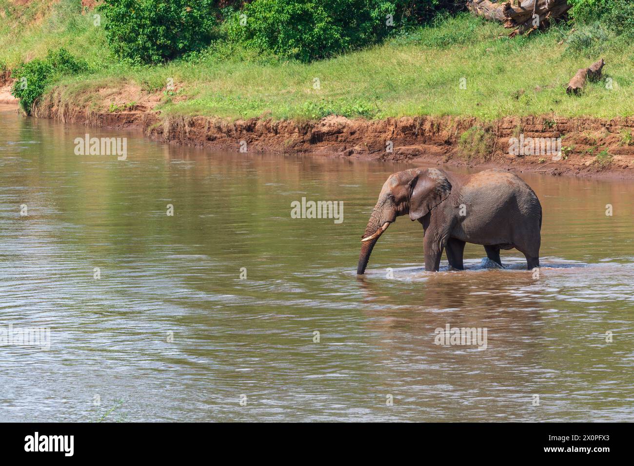 African Elephant crossing the Luvuvhu River at Pafuri in The Kruger National park, South Africa ...