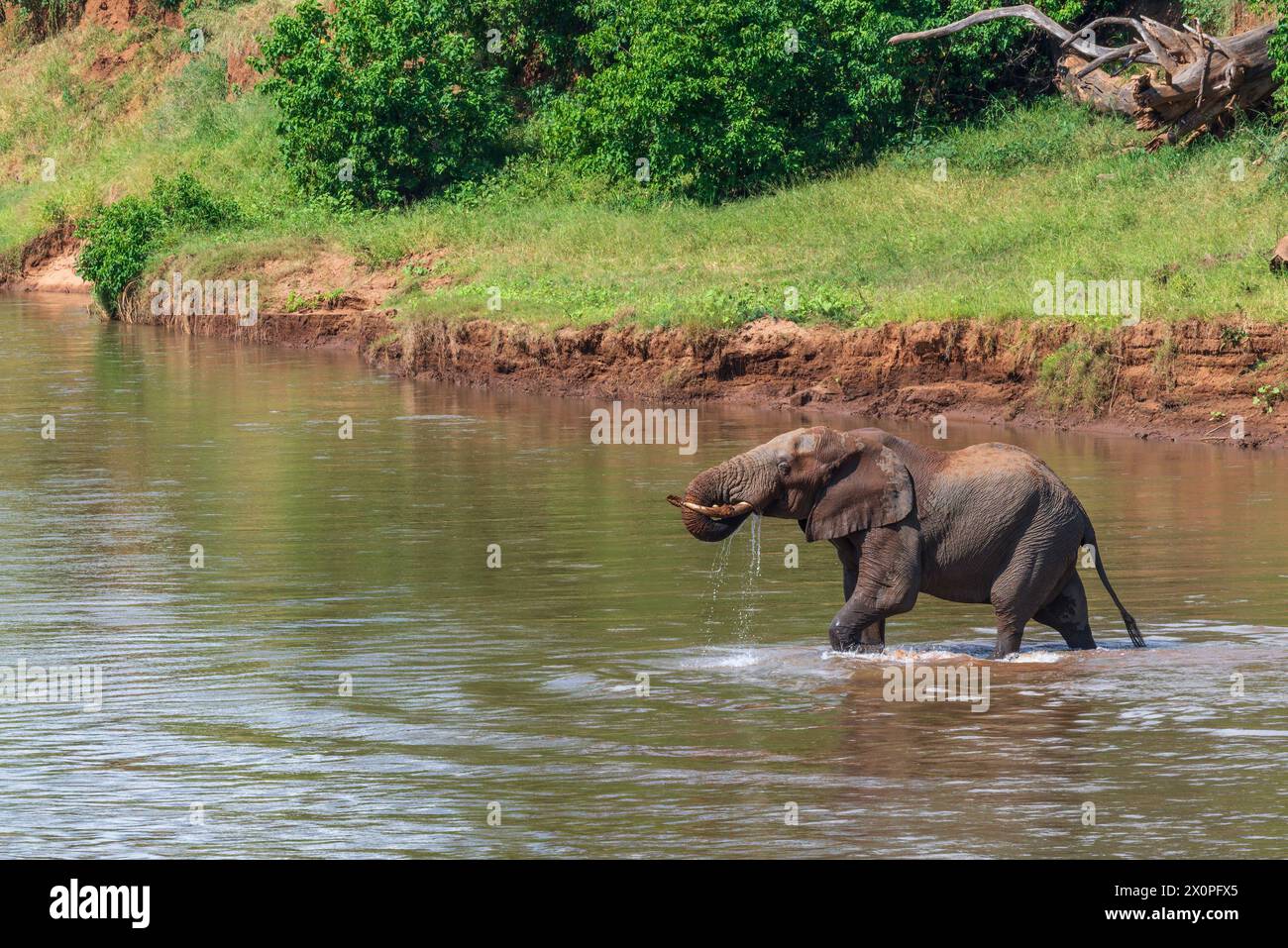African Elephant crossing the Luvuvhu River at Pafuri in The Kruger ...