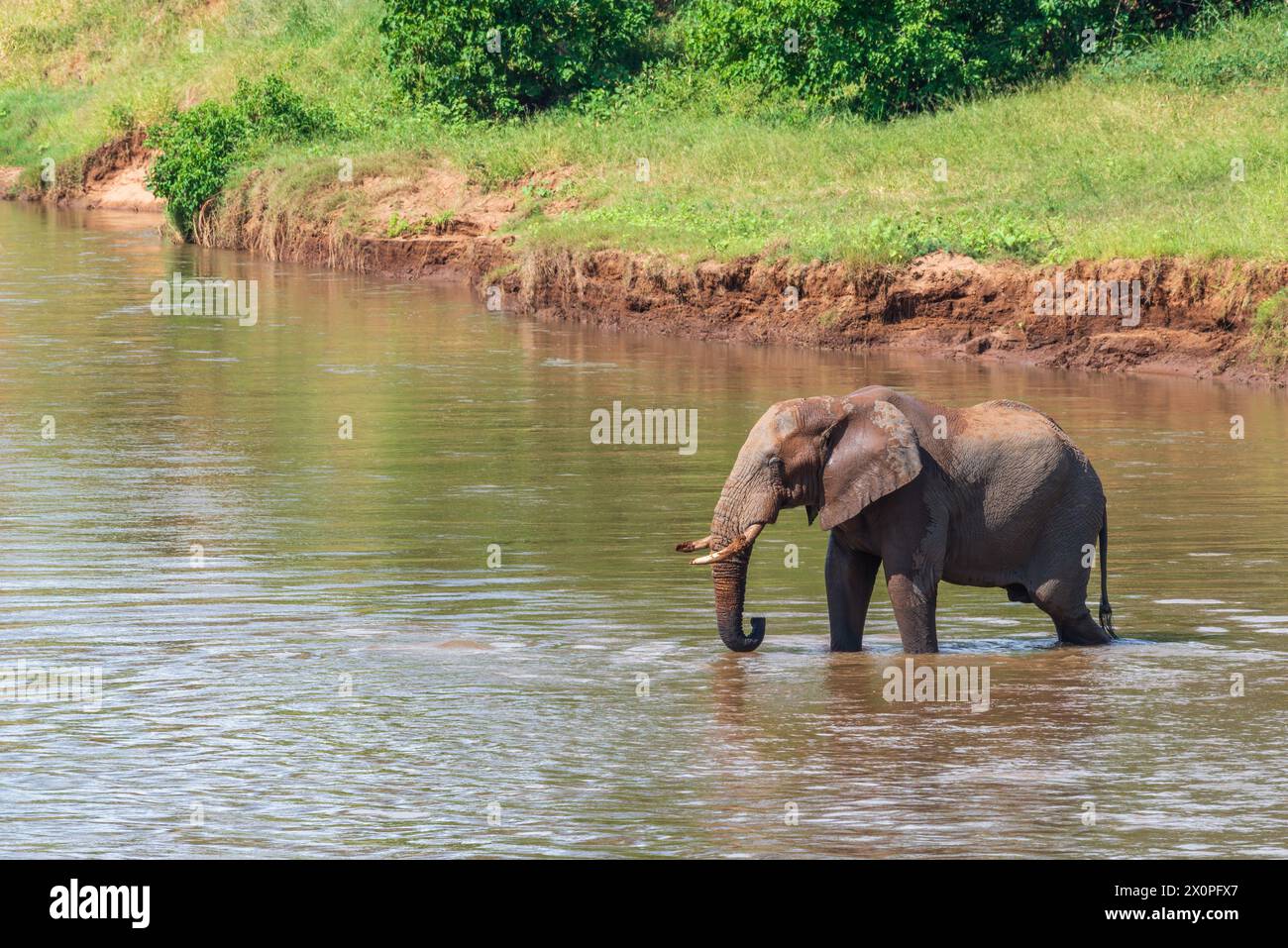 African Elephant crossing the Luvuvhu River at Pafuri in The Kruger ...