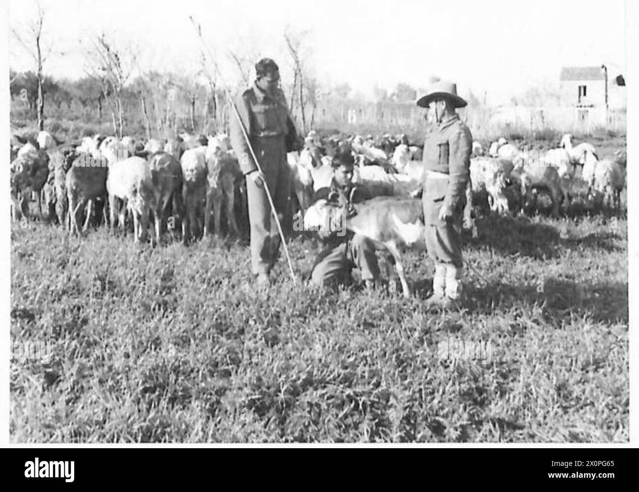 Cattle provided by the Royal Indian Army Service Corps form part of ...