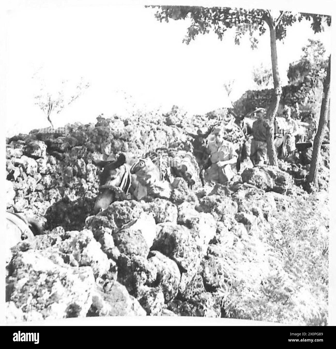 SICILY : HIGHLAND DIVISION USE CAPTURED NAZI MULES - The mules make ...