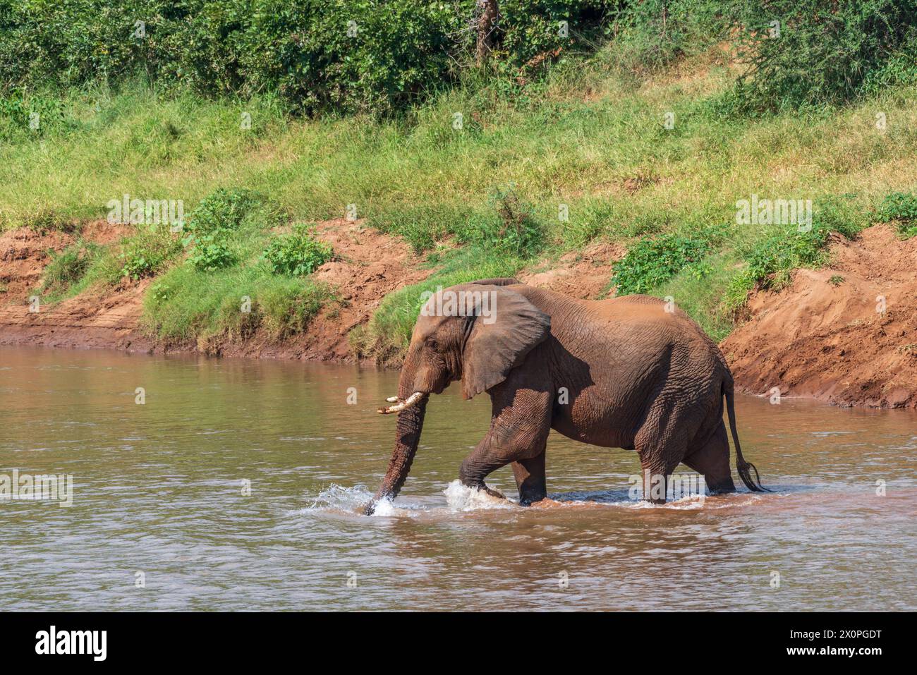 African Elephant crossing the Luvuvhu River at Pafuri in The Kruger ...