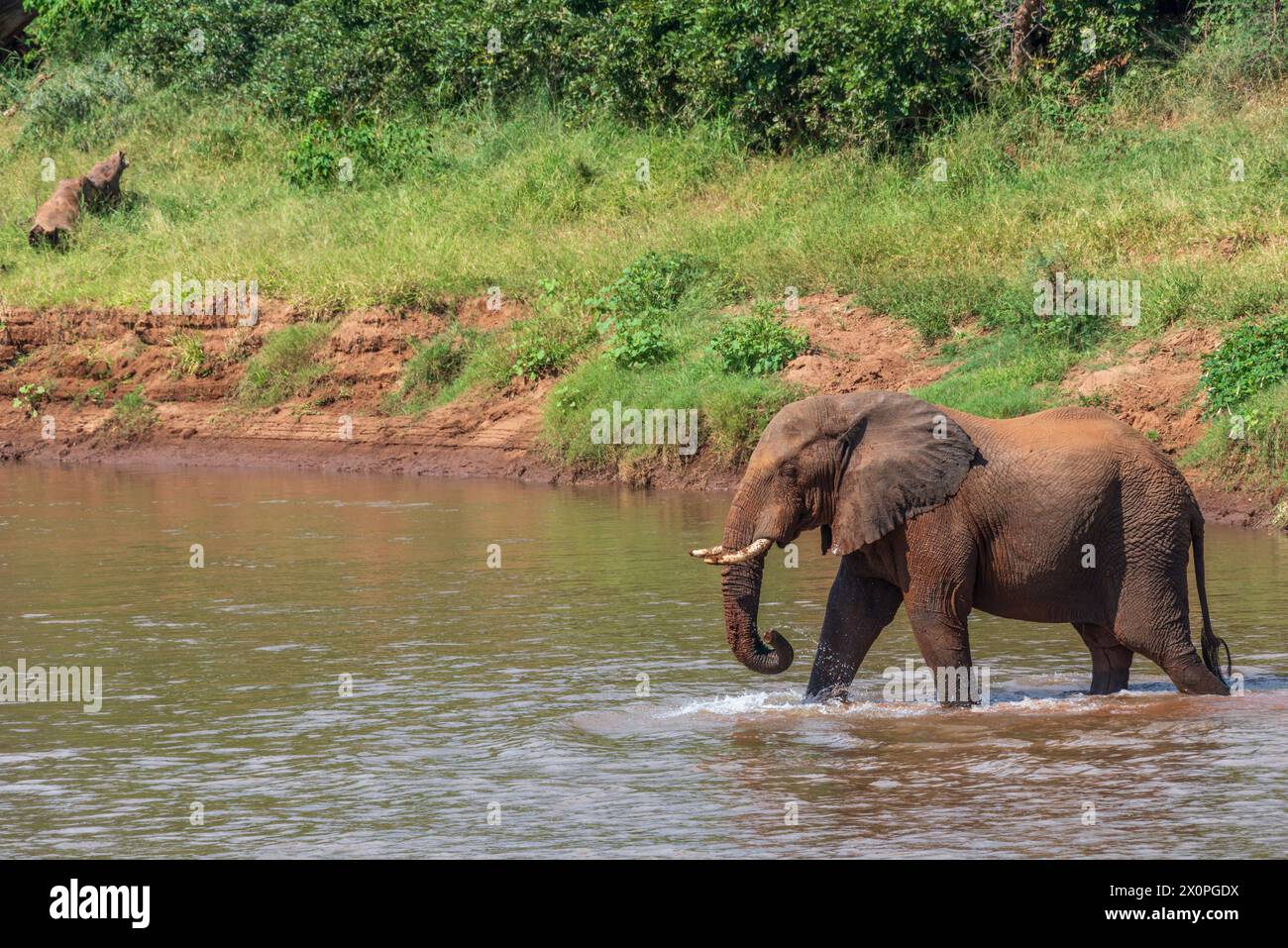 African Elephant crossing the Luvuvhu River at Pafuri in The Kruger ...