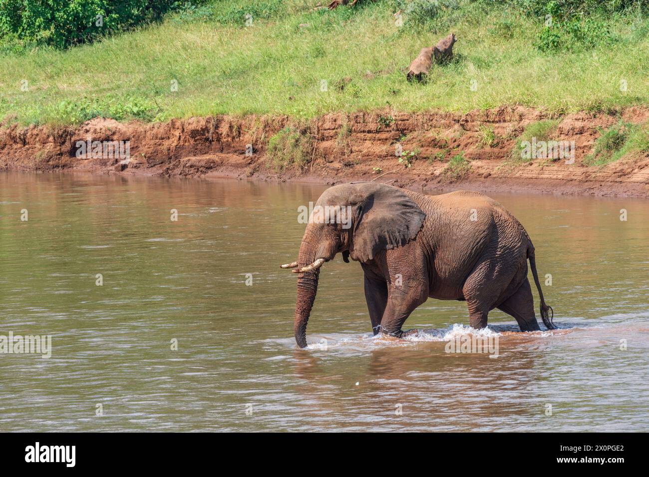 African Elephant crossing the Luvuvhu River at Pafuri in The Kruger ...