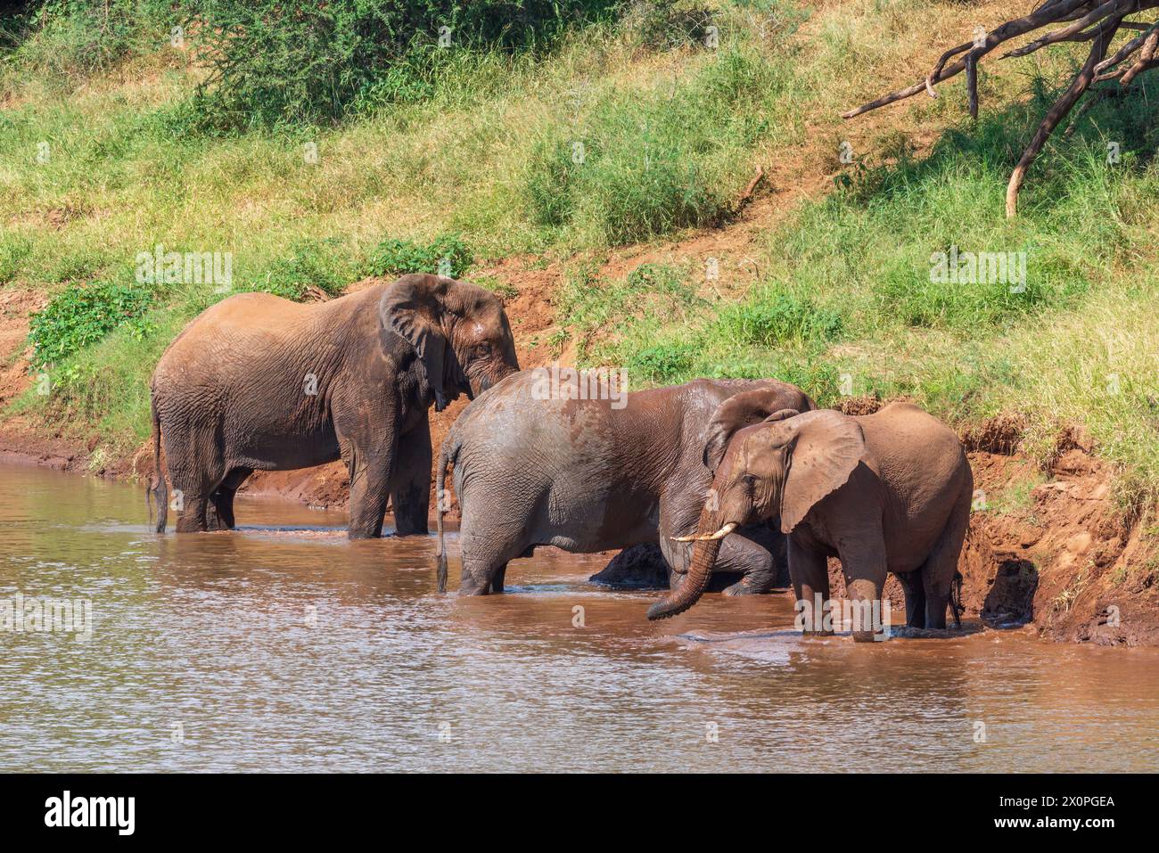 Elephants mud bathing in the Luvuvhu River at Pafuri in The Kruger ...