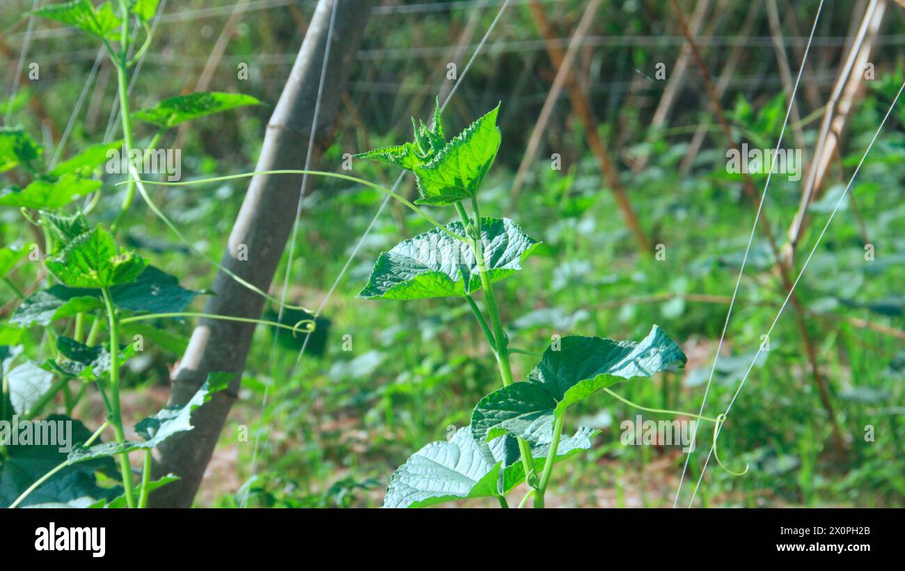 Green cucumber plants that are still young and have fresh green leaves ...
