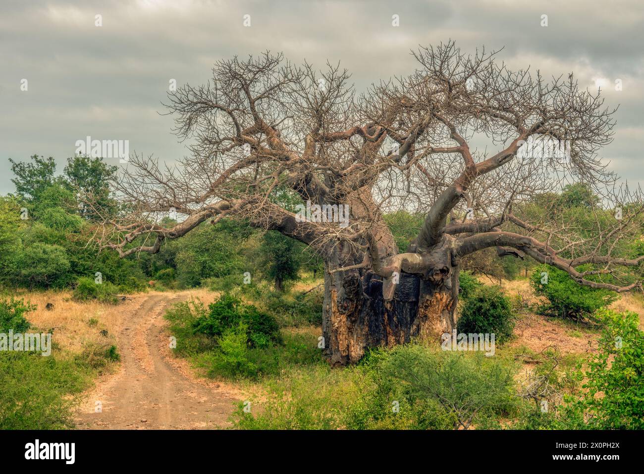 Very large Baobab Tree in The Makuleke Contract park of Northern Kruger ...