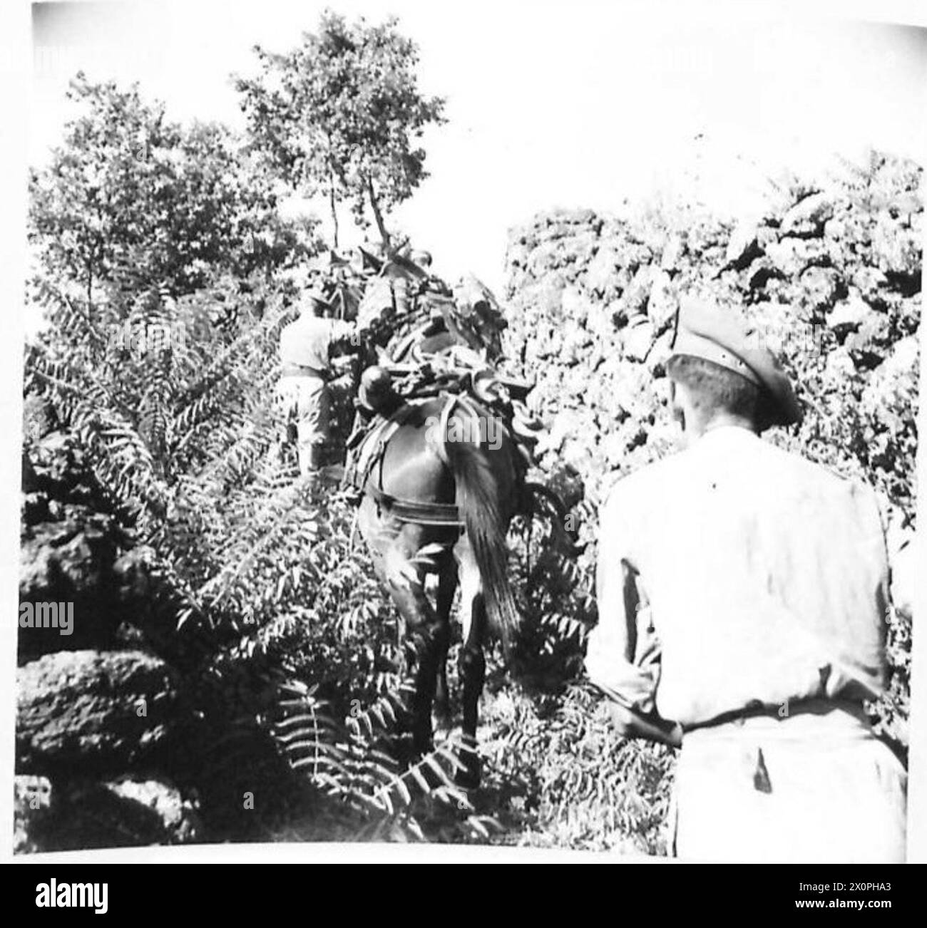 Captured Nazi mules are used by the Highland Division to climb a steep ...