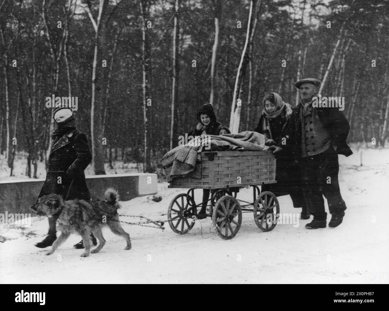 World war dog cart hi-res stock photography and images - Alamy