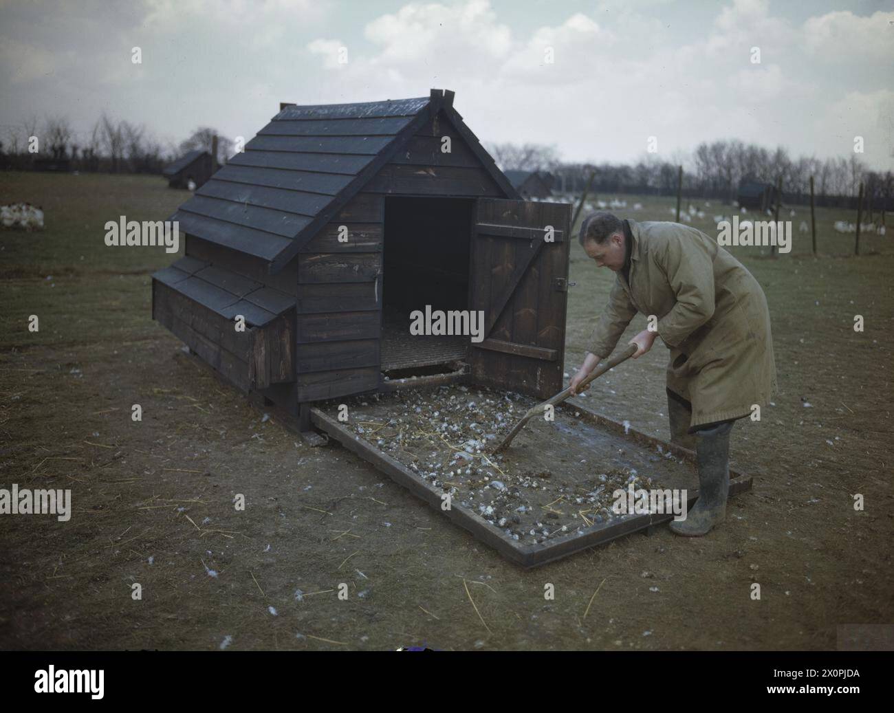 Hen and chickens theatre hi-res stock photography and images - Alamy