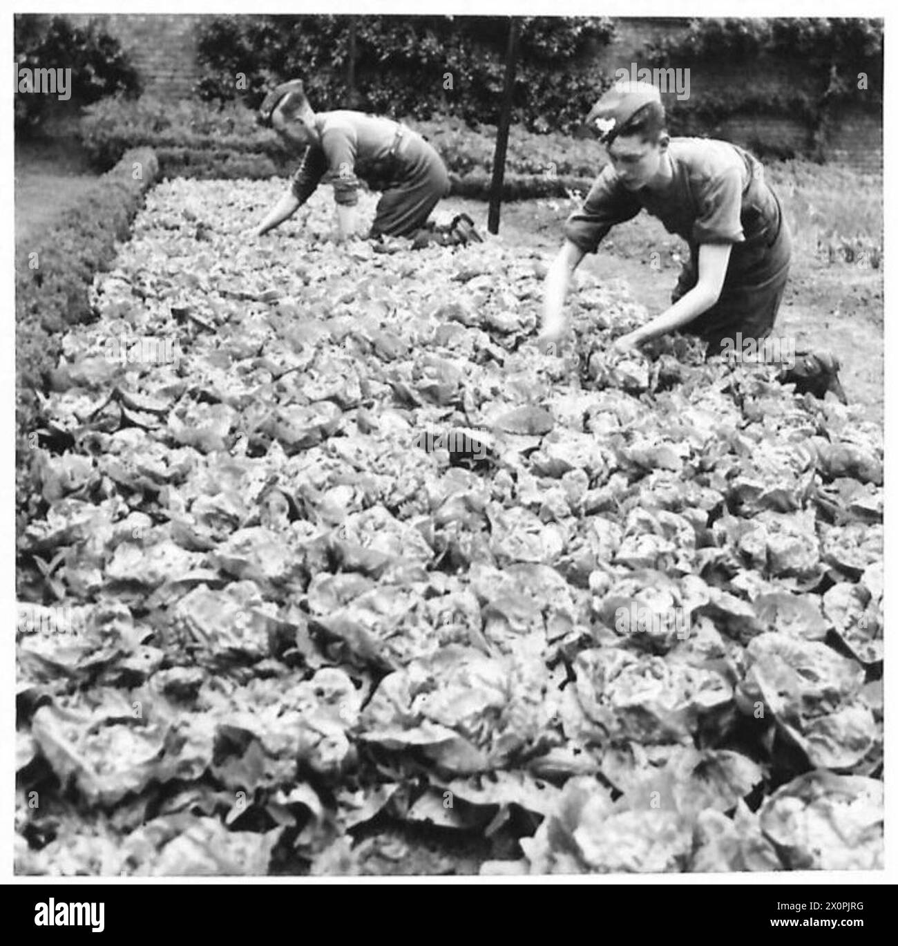 ARMY GROWS ITS OWN FOOD - Thinning out the lettuce crop. Photographic ...