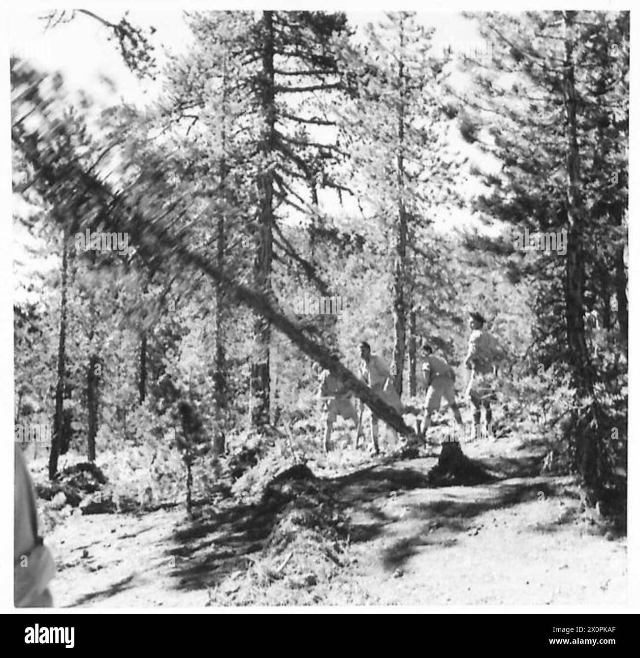 Forest harvesting operations Cut Out Stock Images & Pictures - Alamy