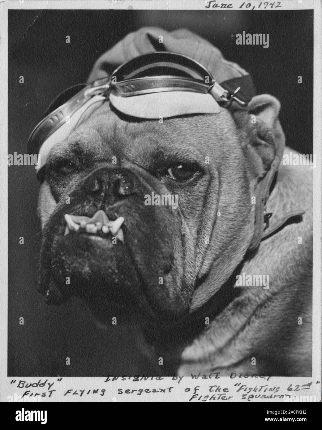 'Buddy', the dog mascot of the 62nd Fighter Squadron, 56th Fighter ...
