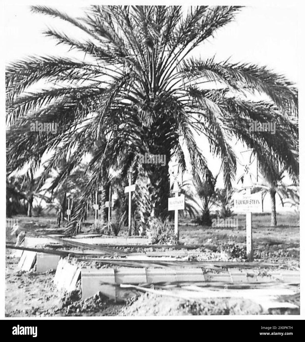 Palm tree with swastika hi-res stock photography and images - Alamy