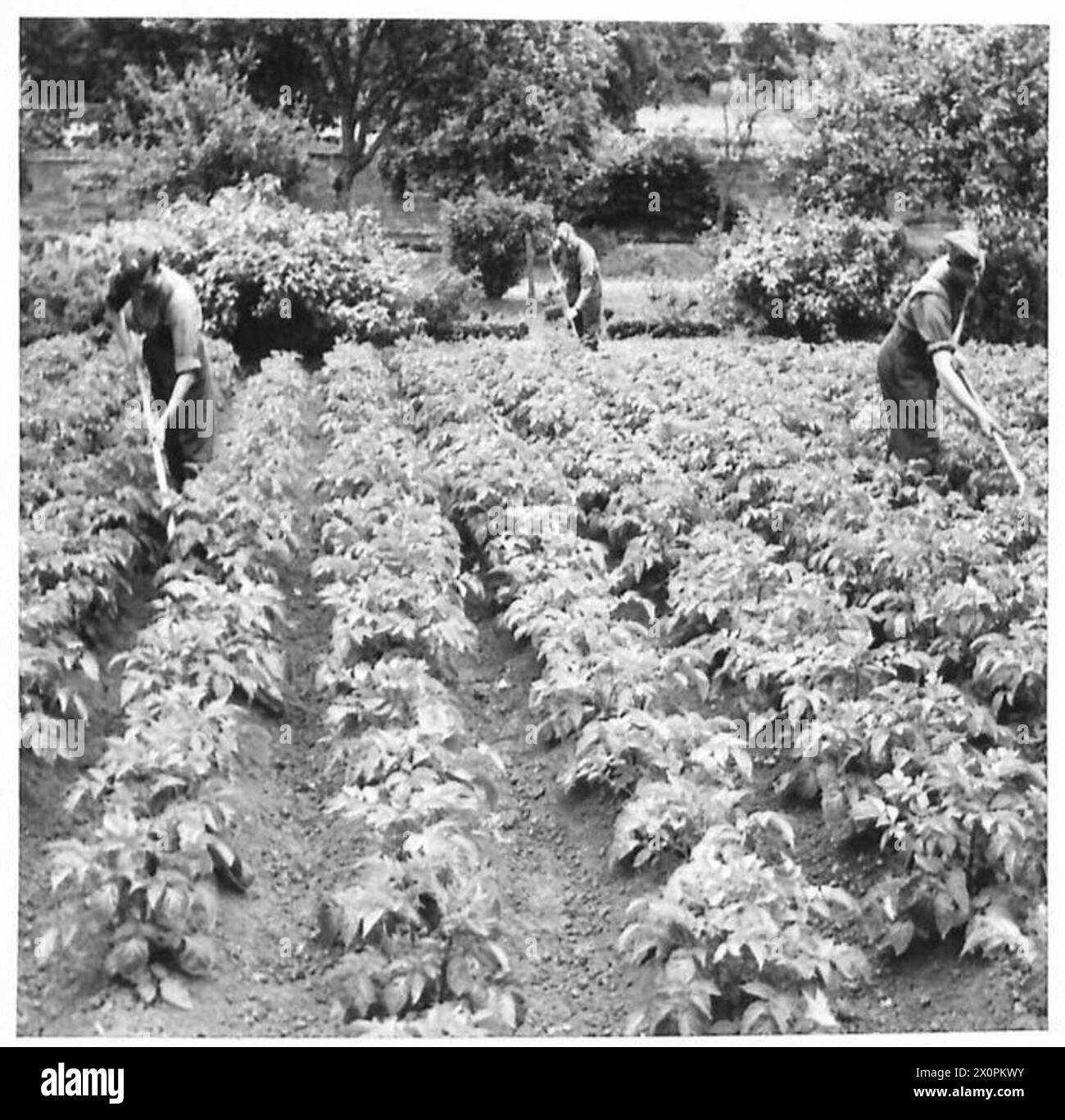 ARMY GROWS ITS OWN FOOD - Men hoeing and banking up rows of potatoes ...