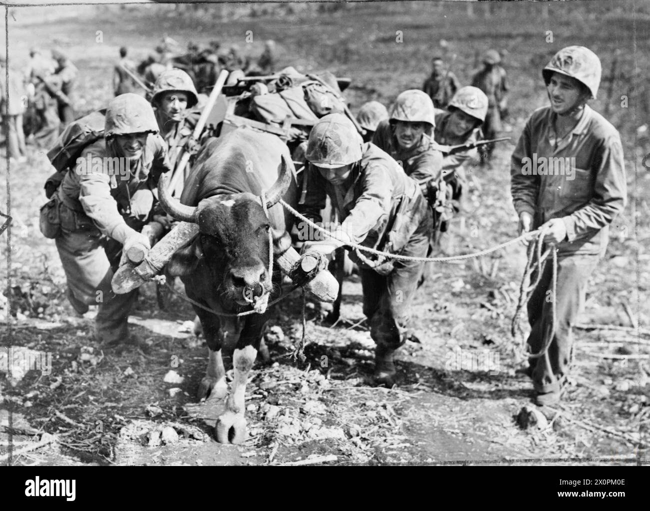 An ox, aided by US Marines, pulls a heavy load through mud on Saipan in ...